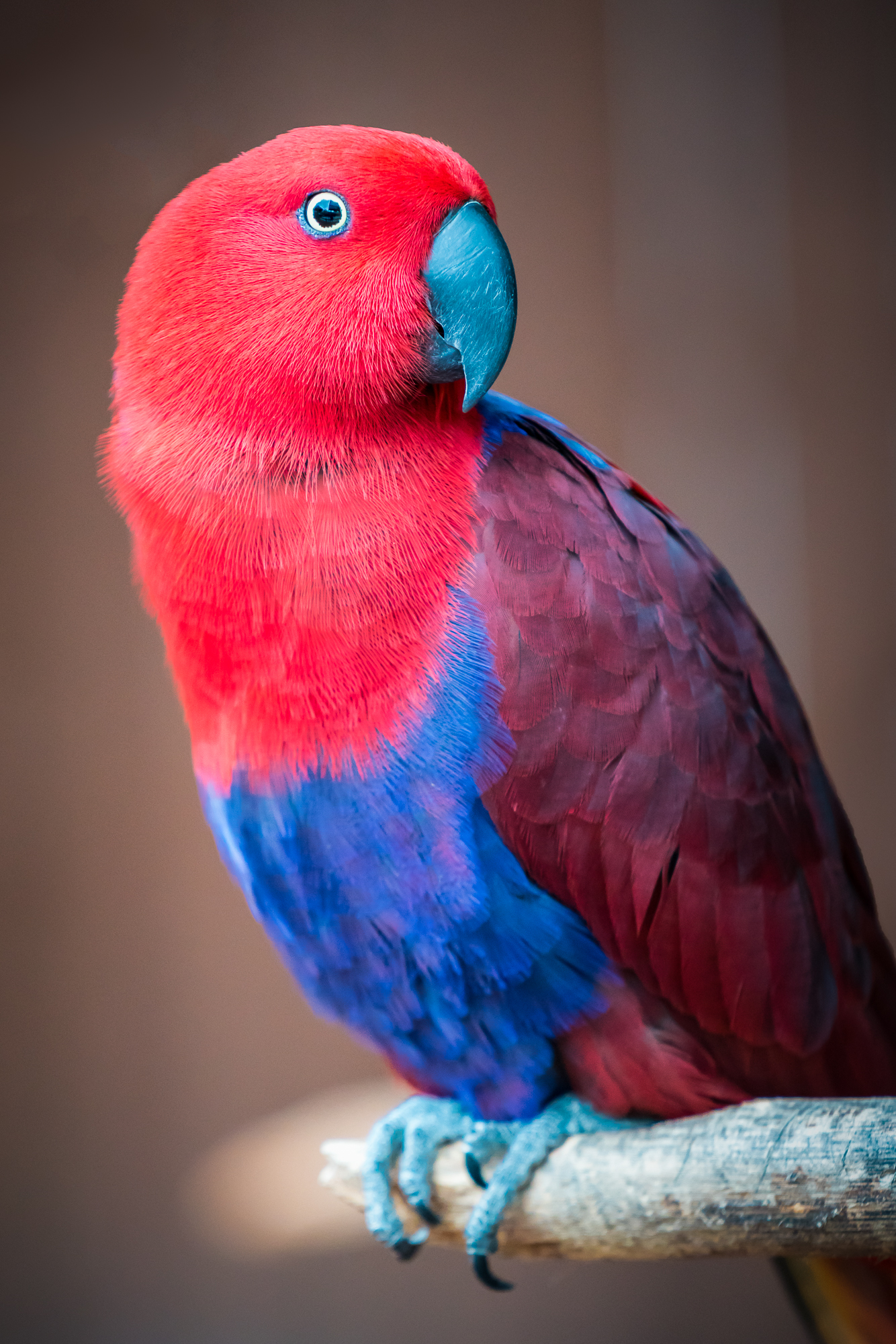My Florida Bird captures | Vironevaeh